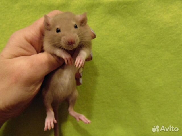 Крысы, крысята девочки дамбо, стандарт - питомник