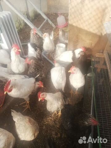 Петухи Леггорн