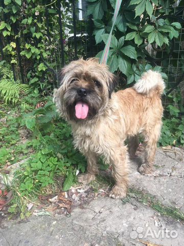 Ищет дом очаровательная Фани