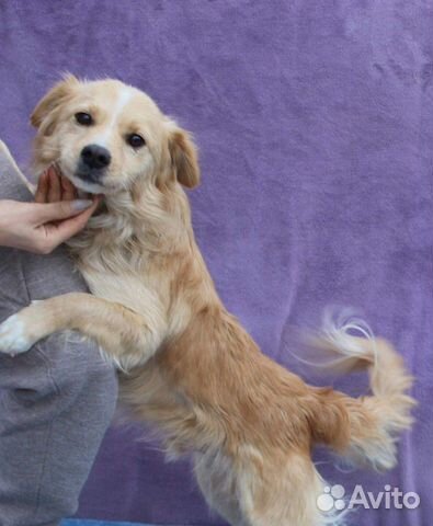 Персик ищет дом