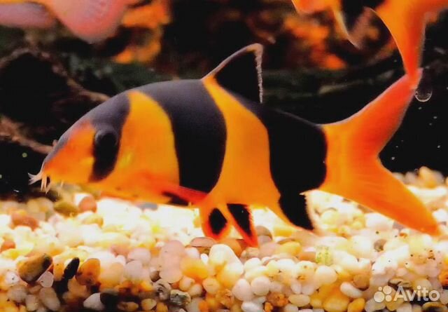 Аквариумные рыбки