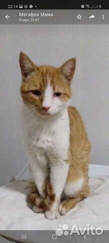 Нашёлся кот