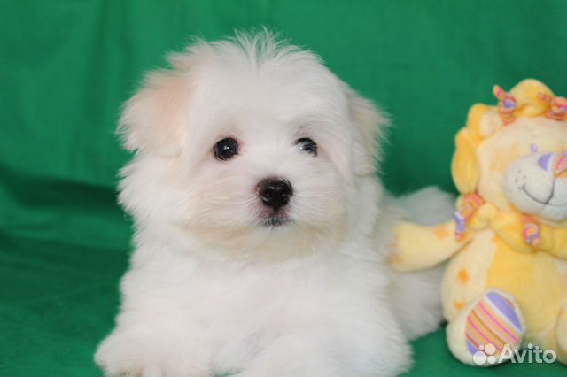 Белоснежный Мальтезе