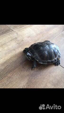 Черепаха