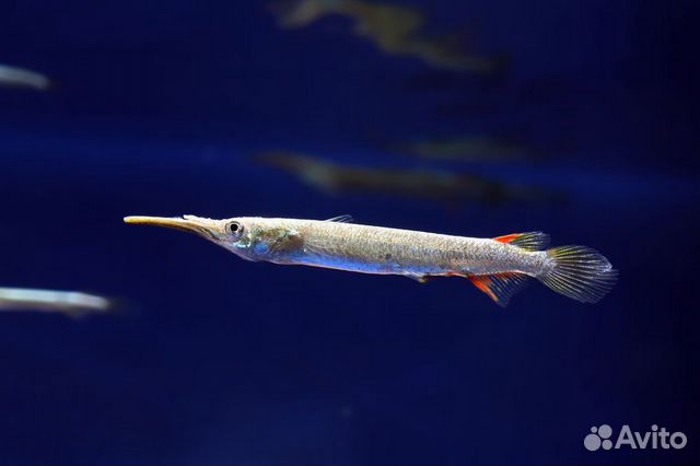 Дермогенис карликовый