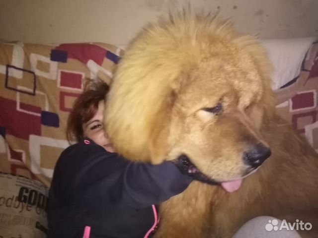 Подрощеные щенки тм
