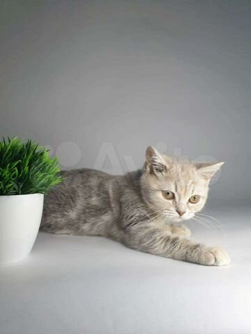 Кошечка 4,5 месяца