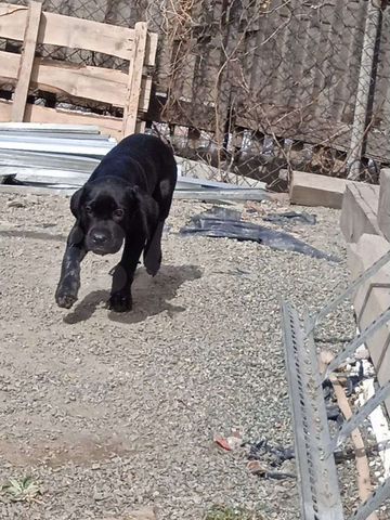 Собака Итальянский Кане Корсо