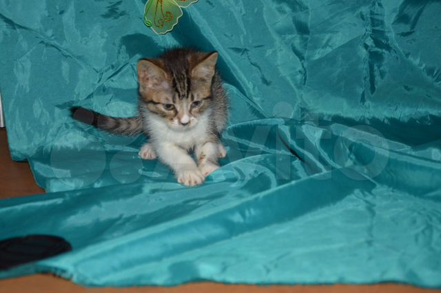 Подарю милых котят