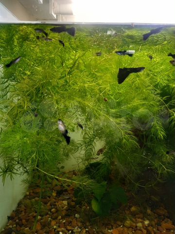 Гуппи чистые линии