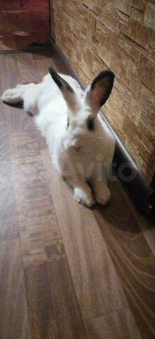 Кролик с клеткой