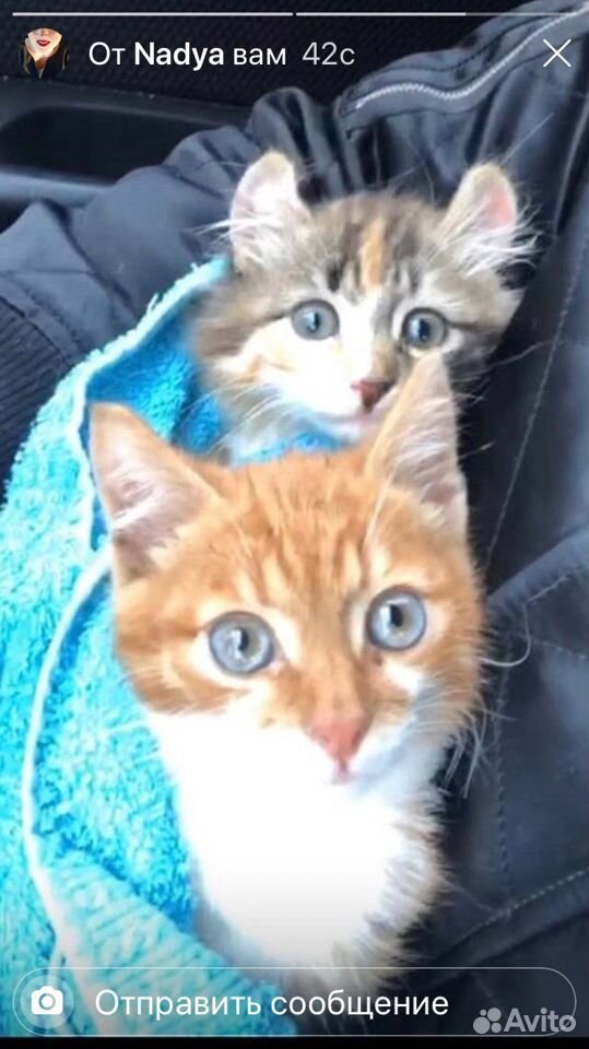 Милые котятки сиротки