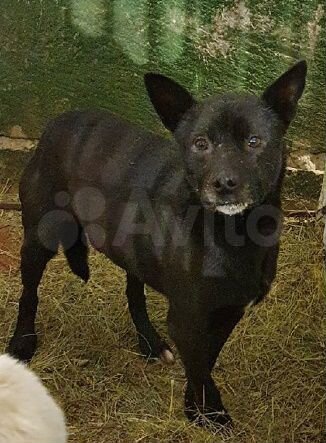 Макс в добрые руки