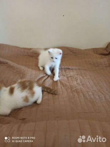 Кошки в добрые руки бесплатно