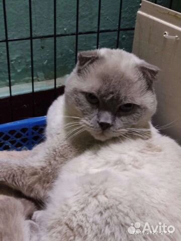 Кот шотландский вислоухий в дар