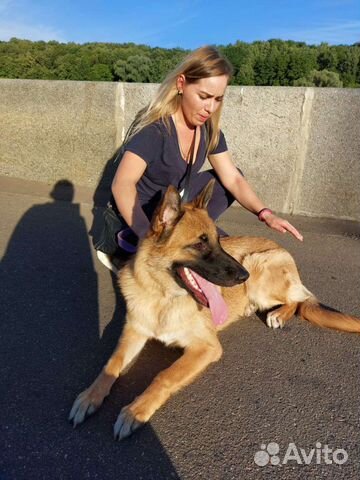 Метис Овчарки