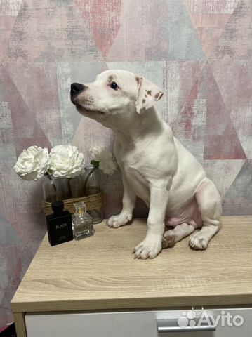 Стаффи, стаффбуль