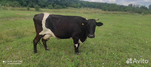 Корова хорошая дойная
