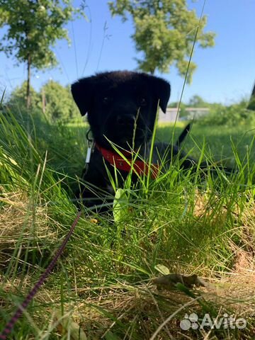 Щенок в добрые руки девочка