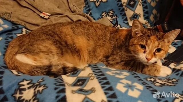 Ищет дом шикарная кошечка Симочка