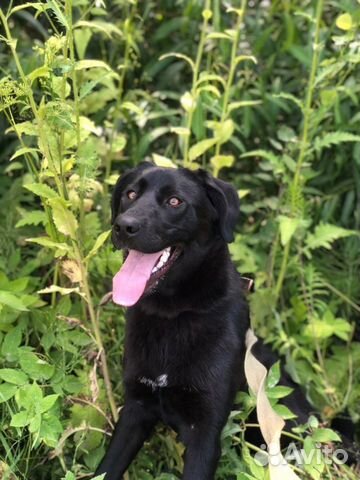 Лабрадористое чудо #собака в дар