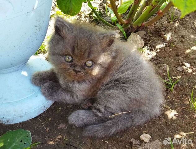 Британские котята