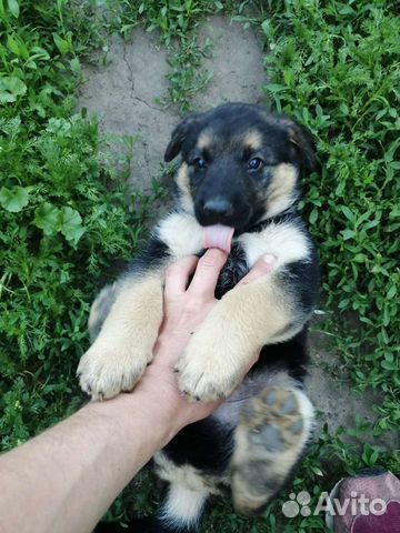 Собаки бесплатно