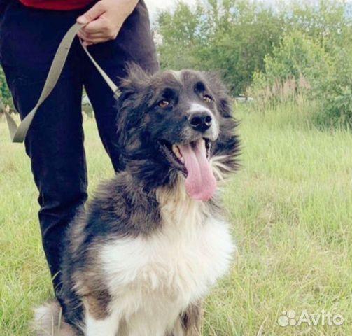 Рон ищет дом