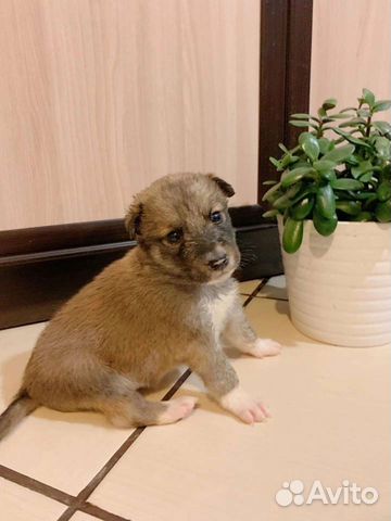 Щенок девчулька красотулька 2,5 месяца бесплатно