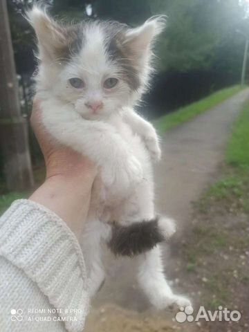 Котенок в добрые руки