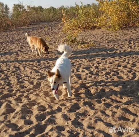 Собака в добрые руки отдам бесплатно