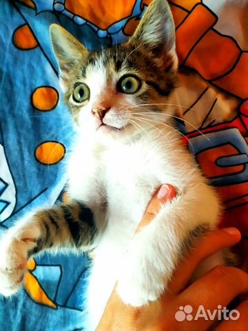 Котёнок