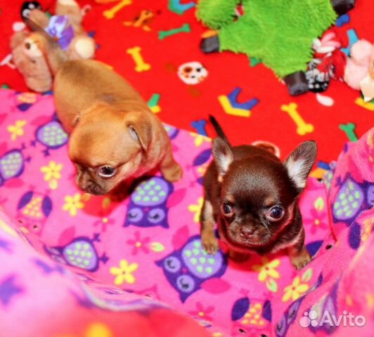 Яркие чишечки