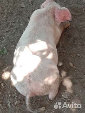 Продам свиней живым весом