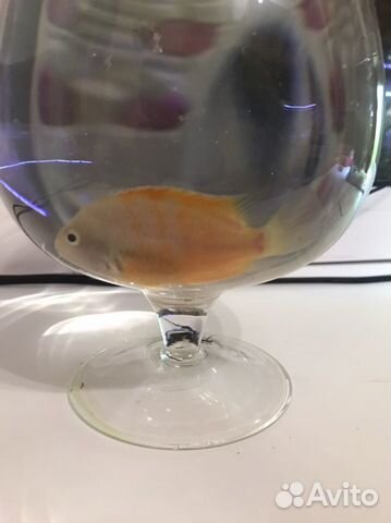 Рыбка цихлида бесплатно