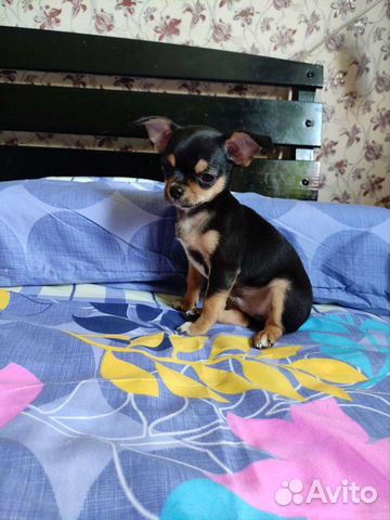 Щенки чихуахуа мальчик