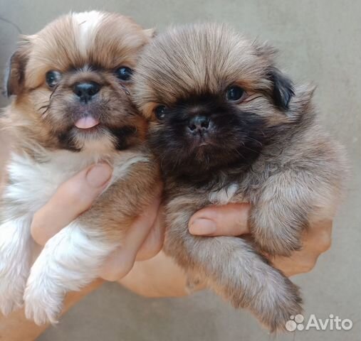 Карликовые пекинесы