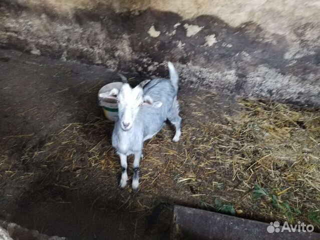Коза нубийская