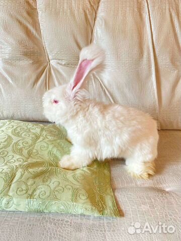 Кролики немецкая Ангора пуховый