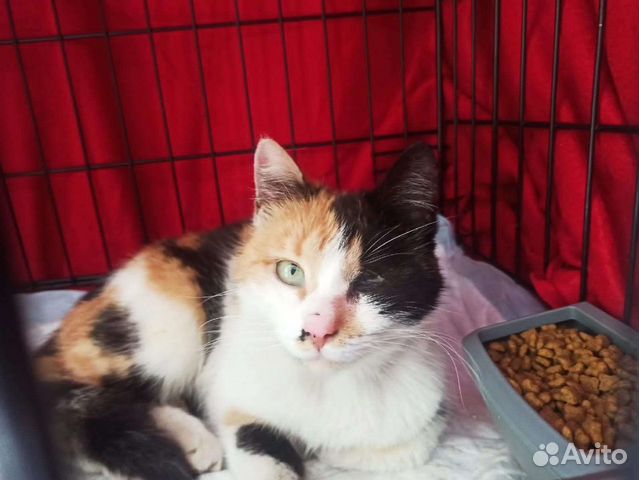 Кошка Тасенька ищет дом