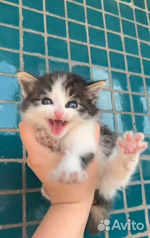 Котенок мальчик ищет свой дом