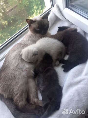Кошки