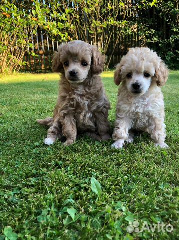 Очаровательные щеночки той-пуделя в любящую семью