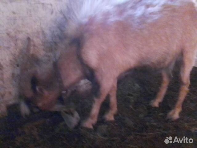 Чешский козел