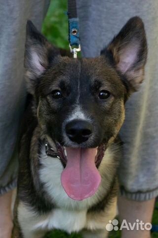 Изящный ласковый щенок Тобик,отлично на поводке