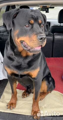 Вязка ротвейлер