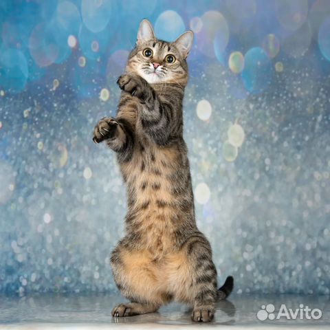 Осиротевшему котику Маркусу очень нужен новый дом