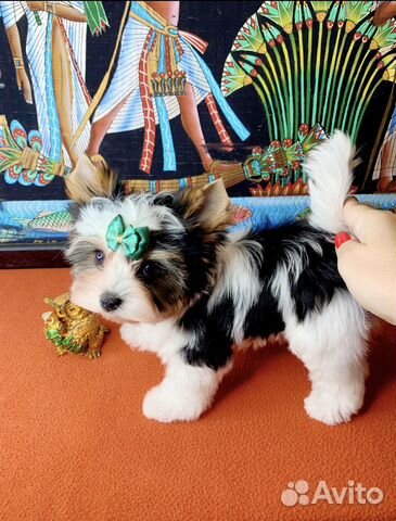 Необыкновенно красивый мальчик