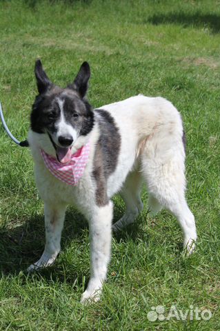 Лайка в добрые руки