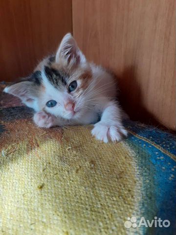Котёнок